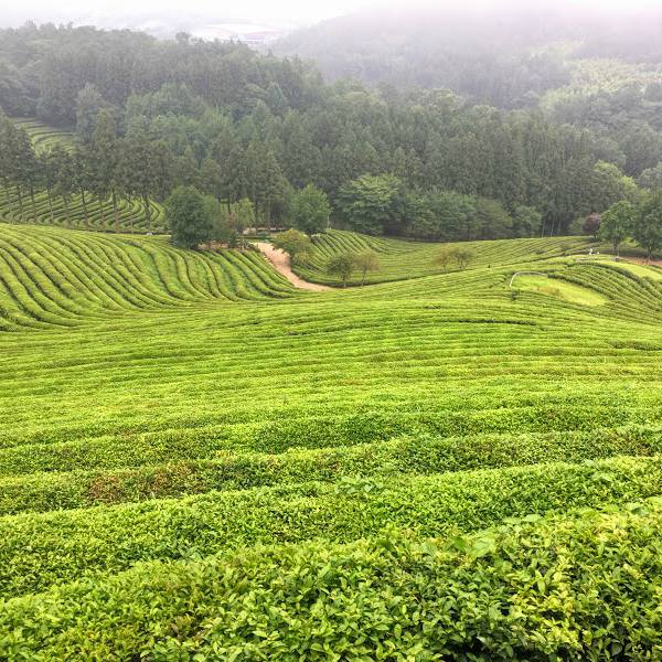 How to visit the Boseong Green Tea Field - Traveling with Sunscreen